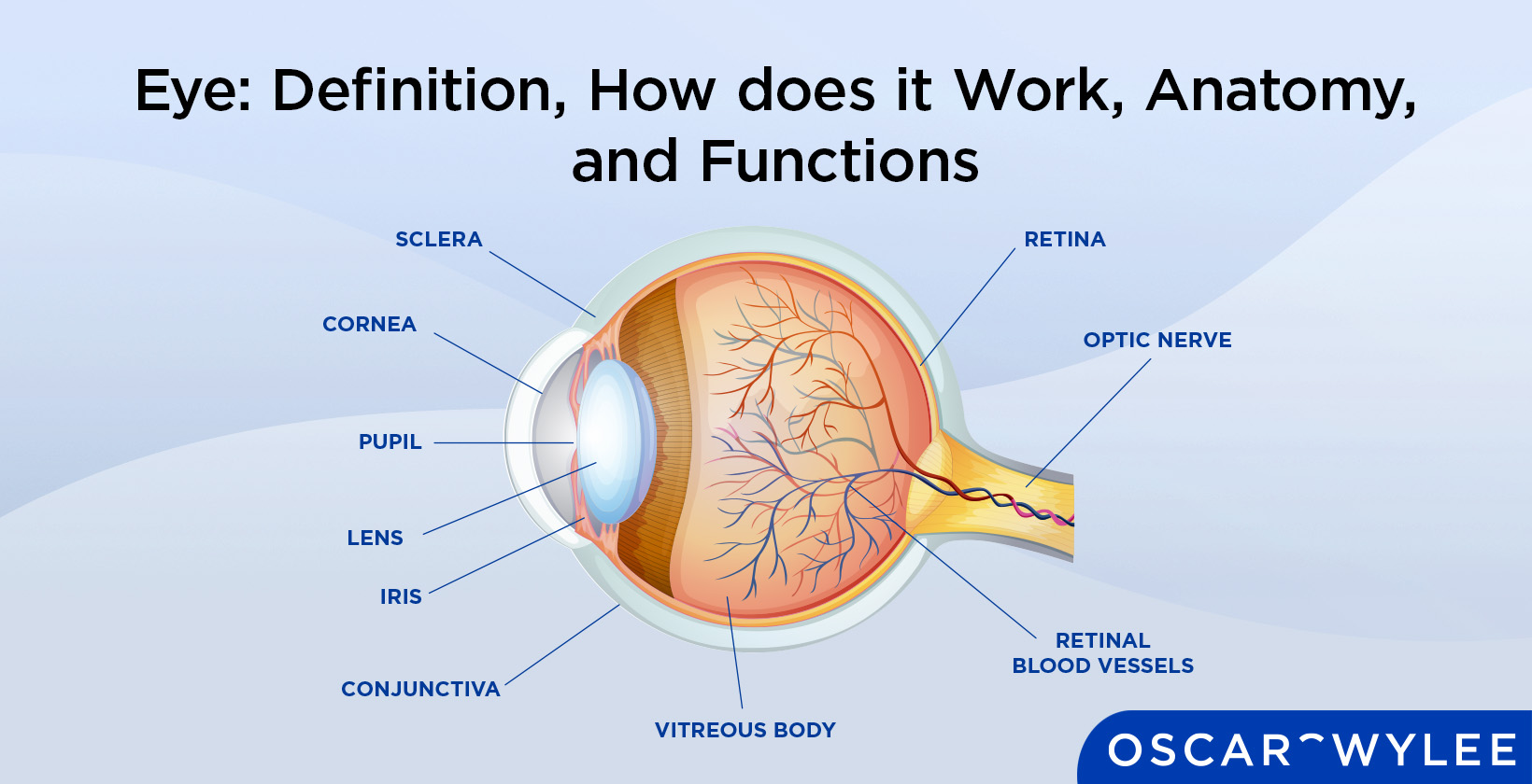 Eye Definition How Does It Work Anatomy And Functions
